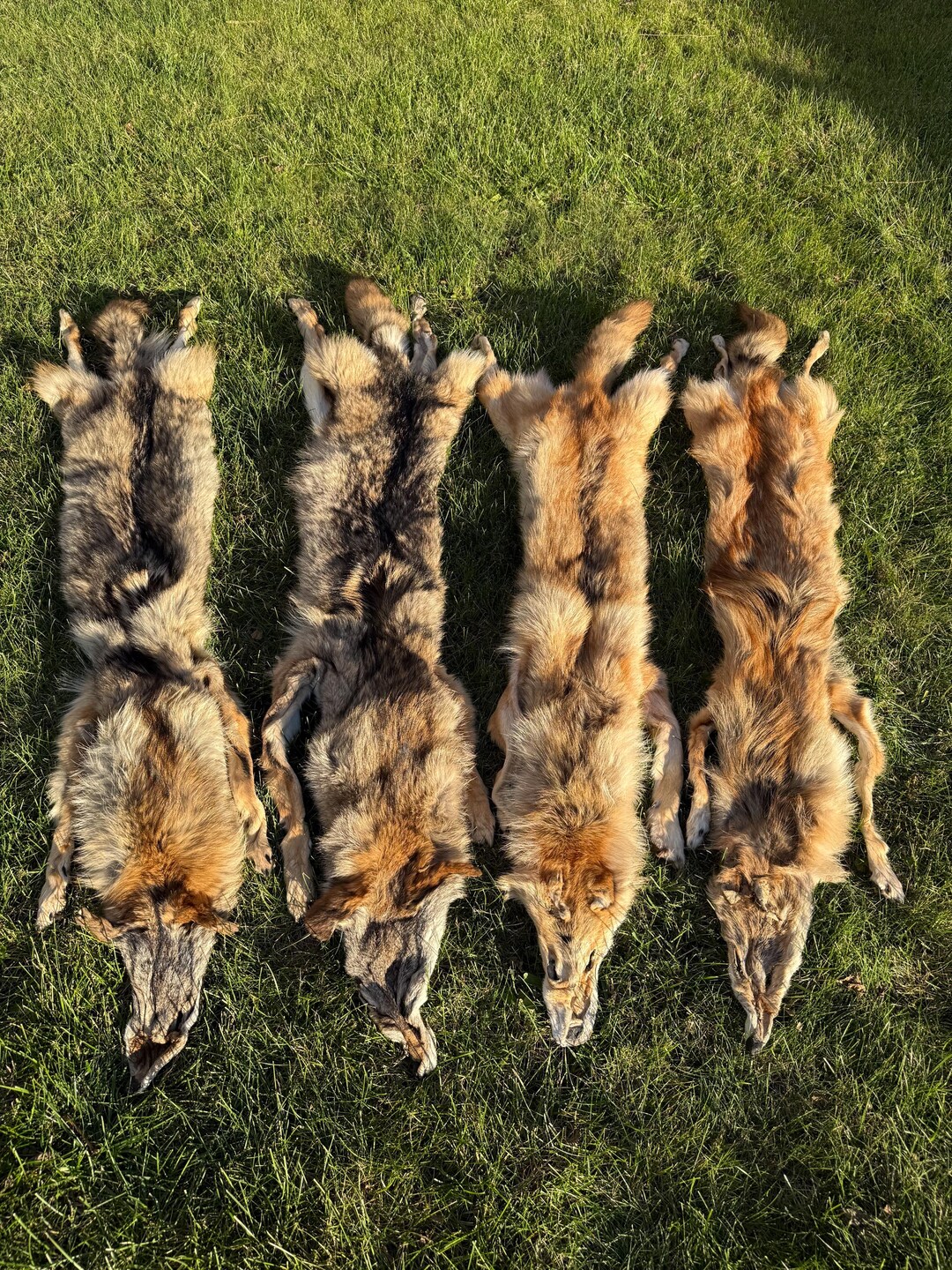 Complete Tanned Coyote Wall Hanger Pelts. Complete With Feet. Standard ...