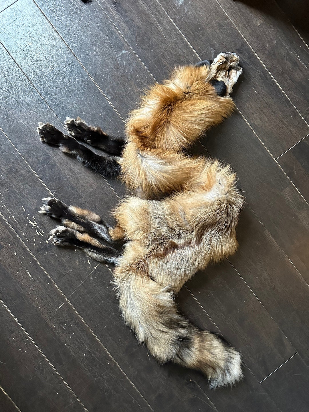 Red Gold Ranch Fox Pelt Complete, Fully Mountable, Taxidermy Prepped - Etsy
