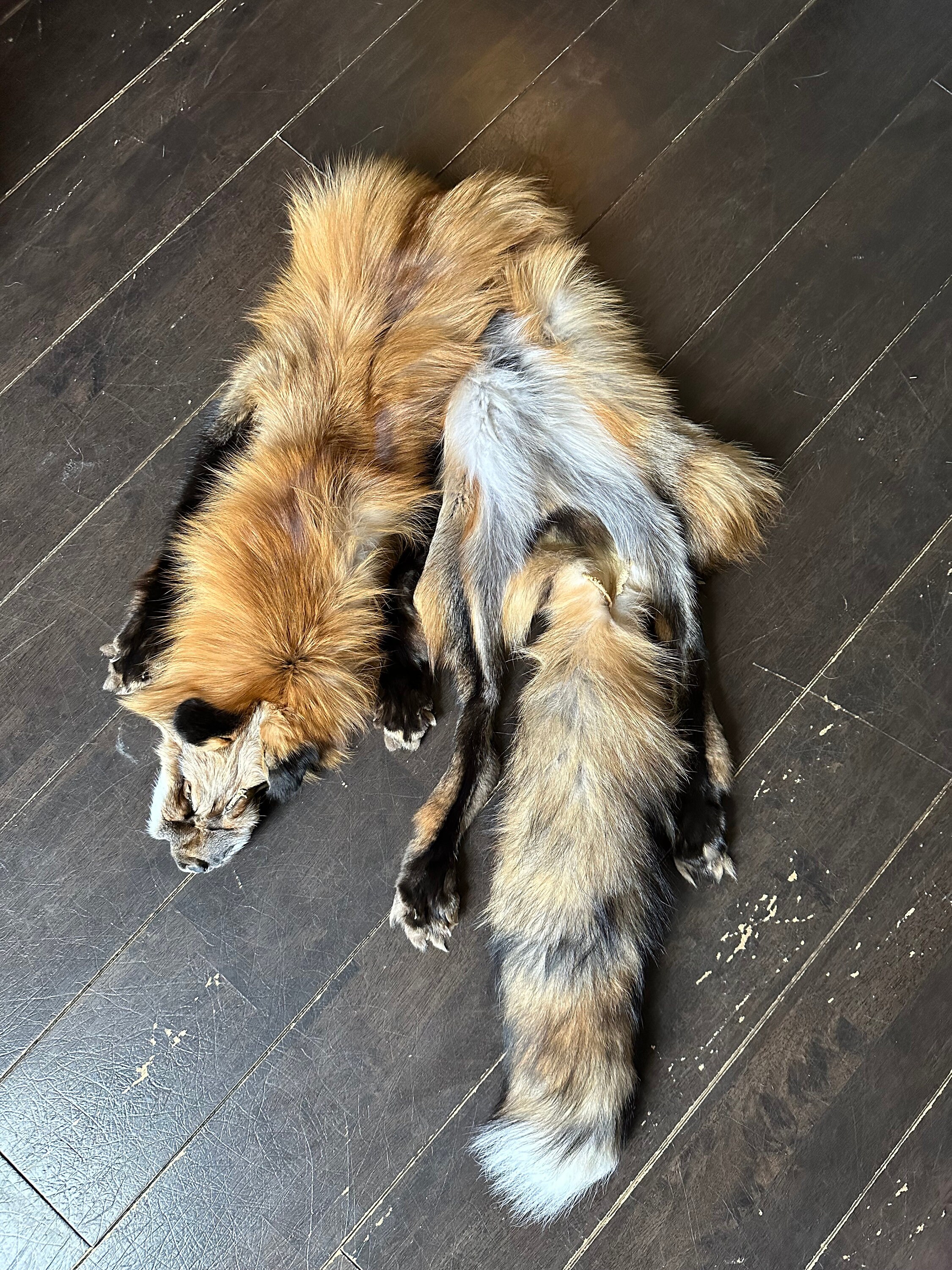 Red Gold Ranch Fox Pelt Complete, Fully Mountable, Taxidermy Prepped - Etsy