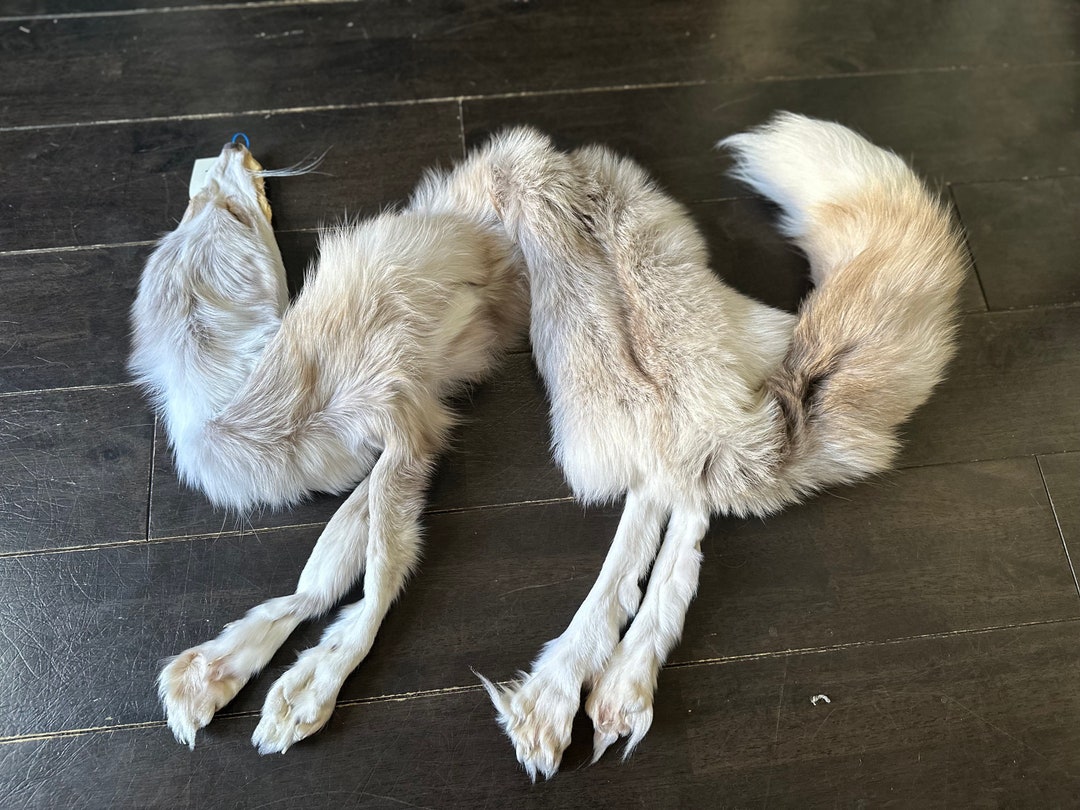 Amber Platinum Ranch Fox Pelt- Complete, Fully Mountable, Taxidermy ...
