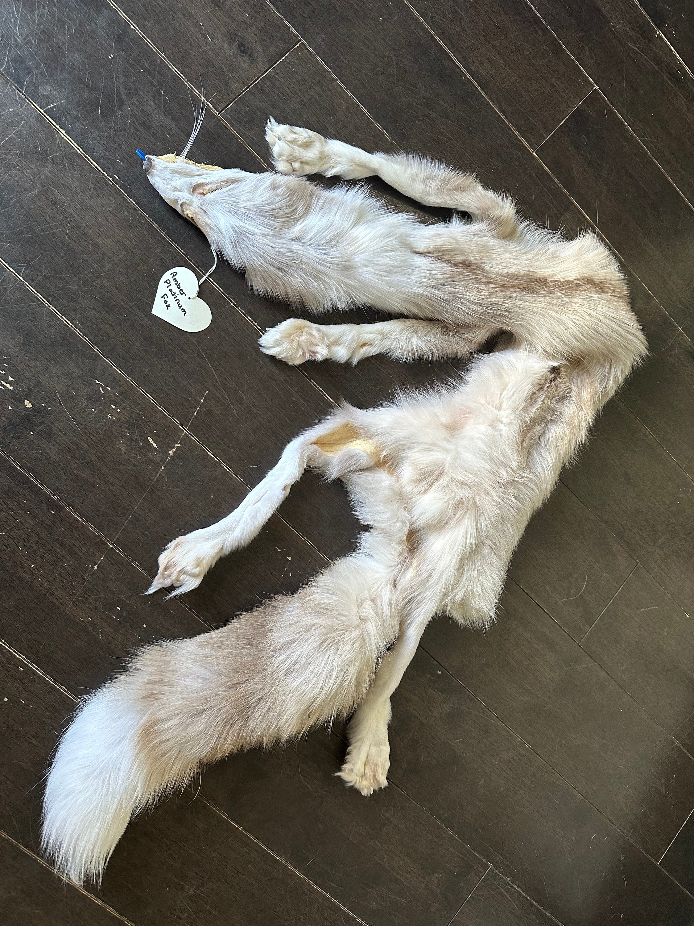 Amber Platinum Ranch Fox Pelt- Complete, Fully Mountable, Taxidermy ...