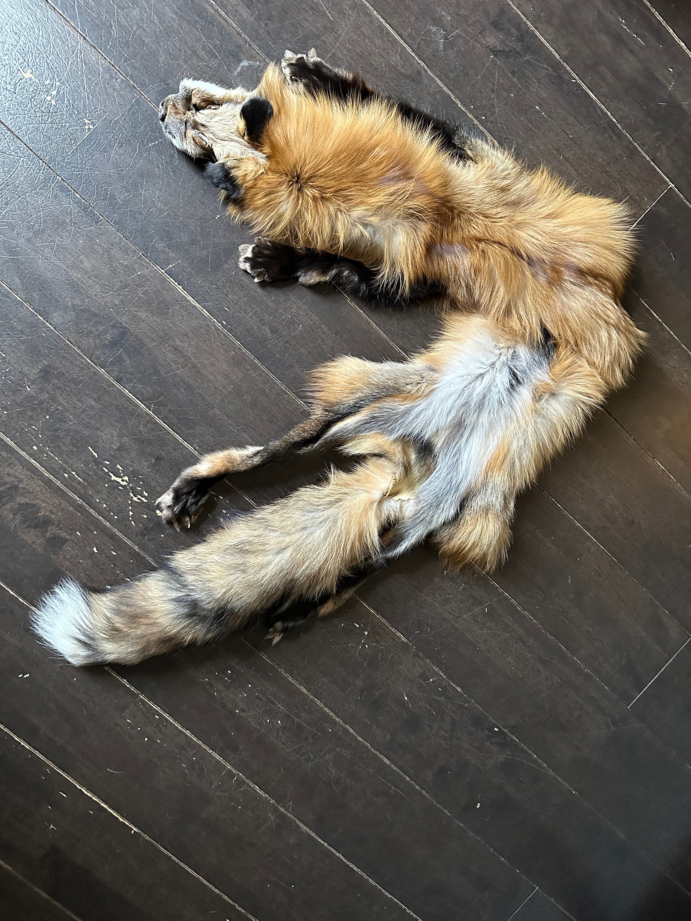 Red Gold Ranch Fox Pelt Complete, Fully Mountable, Taxidermy Prepped - Etsy