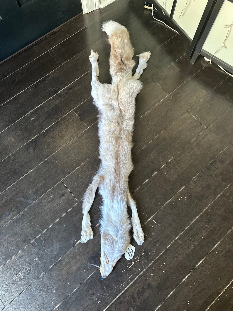 Amber Platinum Ranch Fox Pelt- Complete, Fully Mountable, Taxidermy ...