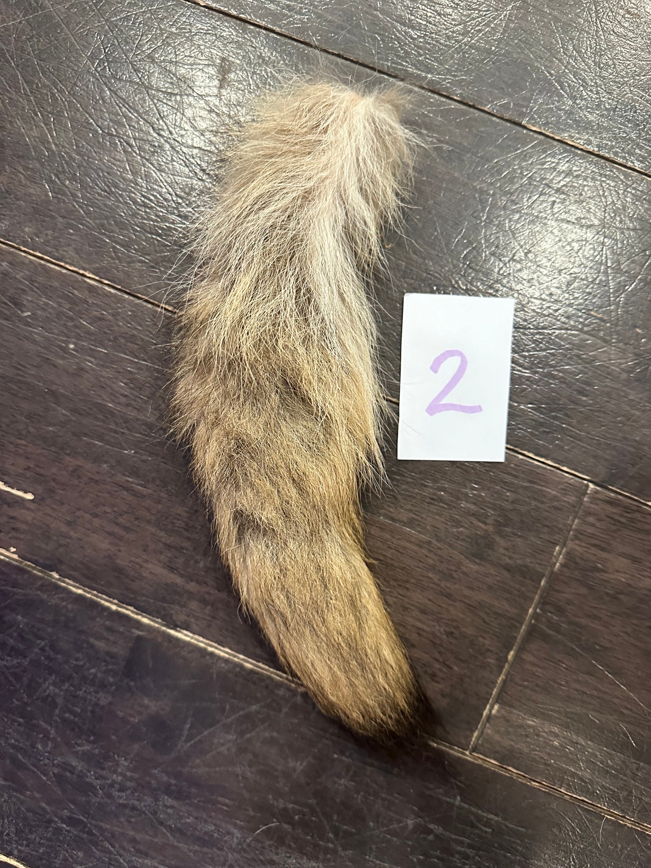 Tanned Coyote and Raccoon Tails Craft, Tanned, No Keychain - Etsy