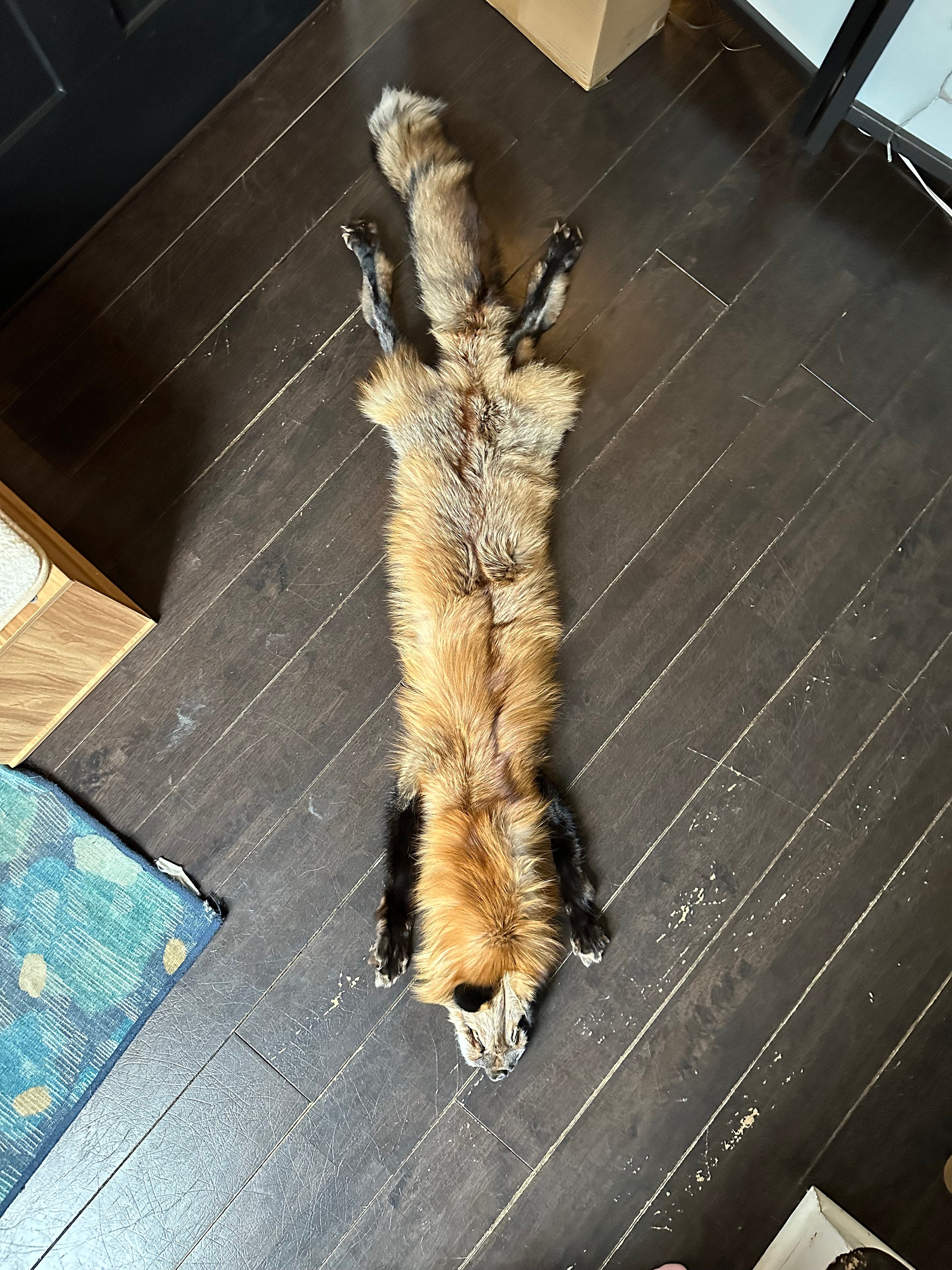 Red Gold Ranch Fox Pelt Complete, Fully Mountable, Taxidermy Prepped - Etsy