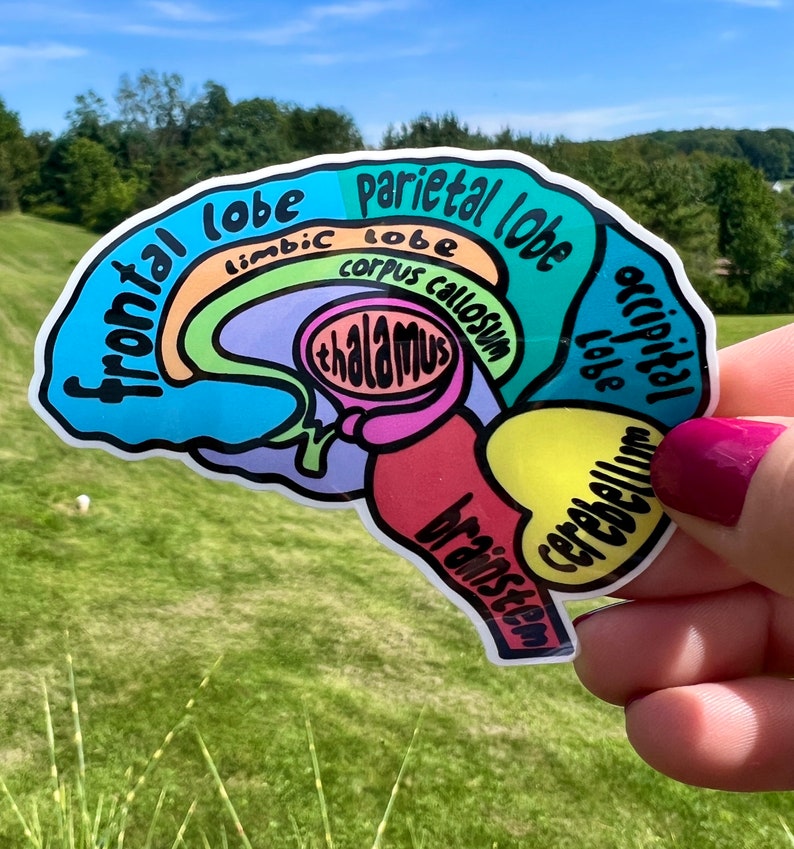 Brain Anatomy Sticker Neuroscience Neurochallenged Waterproof Water ...
