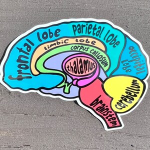 Brain Anatomy Sticker Neuroscience Neurochallenged Waterproof Water ...