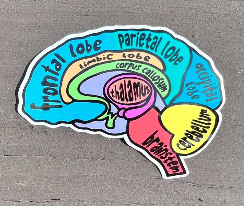 Brain Anatomy Sticker Neuroscience Neurochallenged Waterproof Water ...