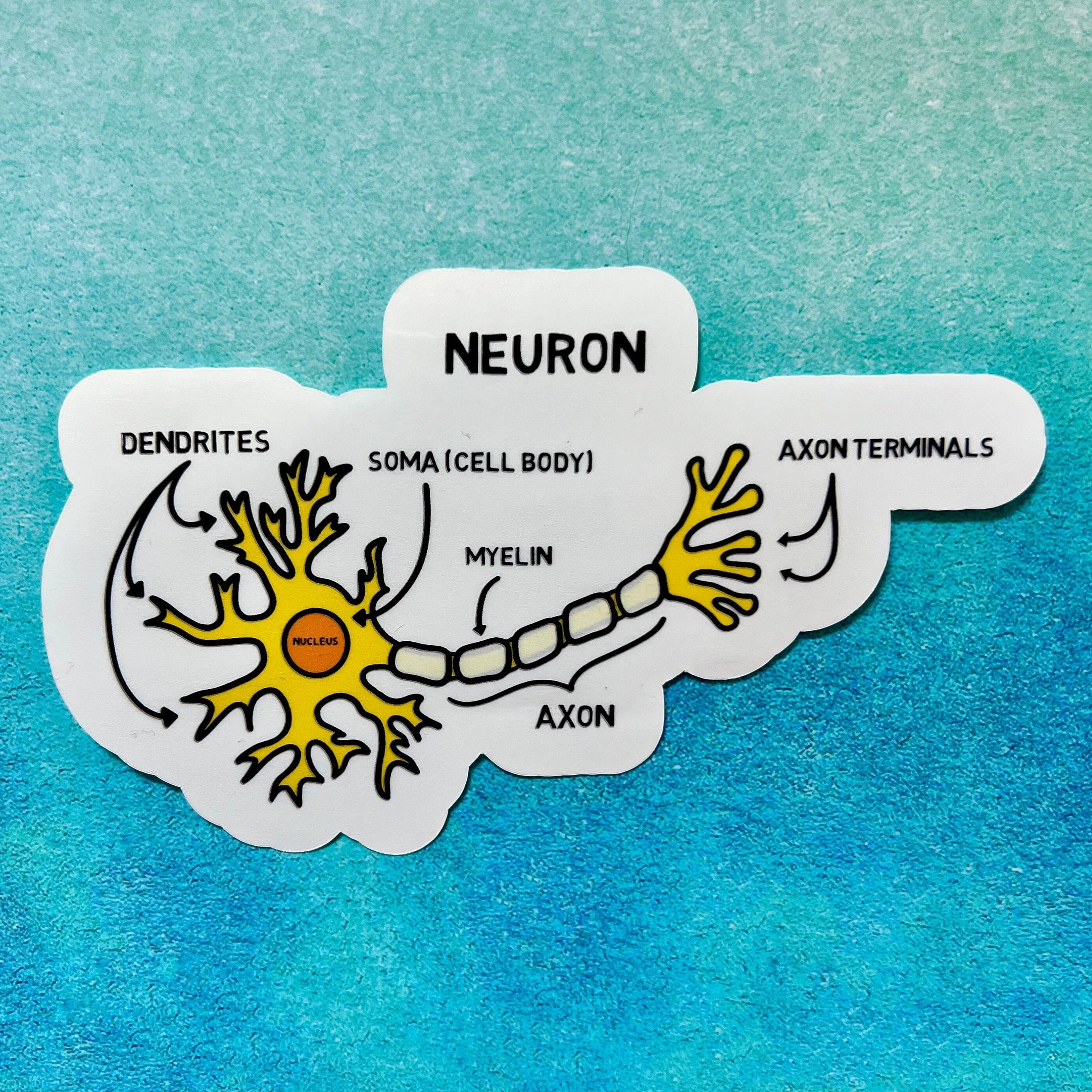 Labeled Neuron Sticker Neuroscience Neurochallenged Waterproof Water ...