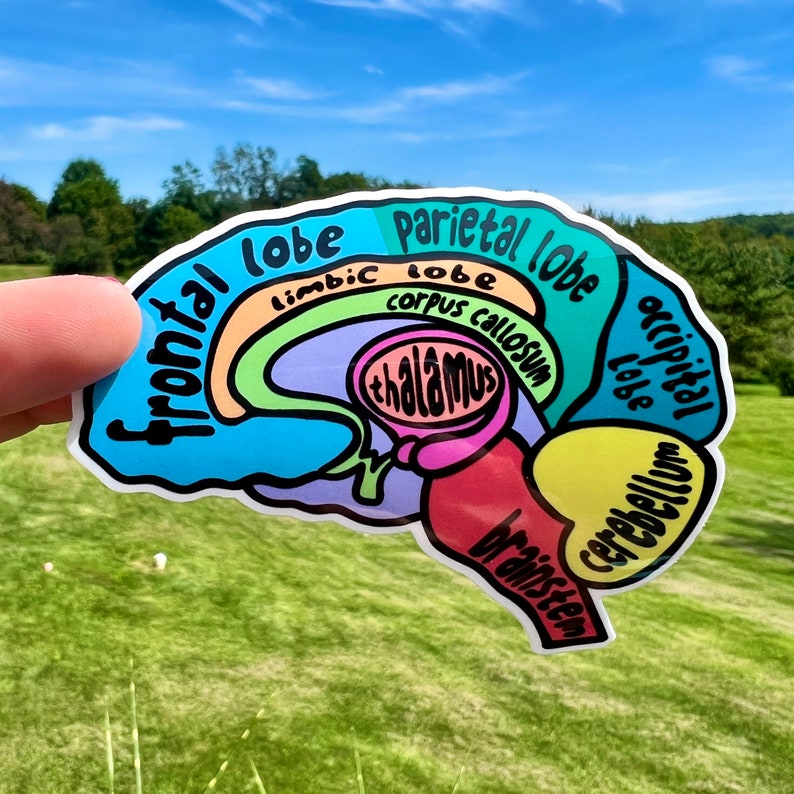 Brain Anatomy Sticker Neuroscience Neurochallenged Waterproof Water ...