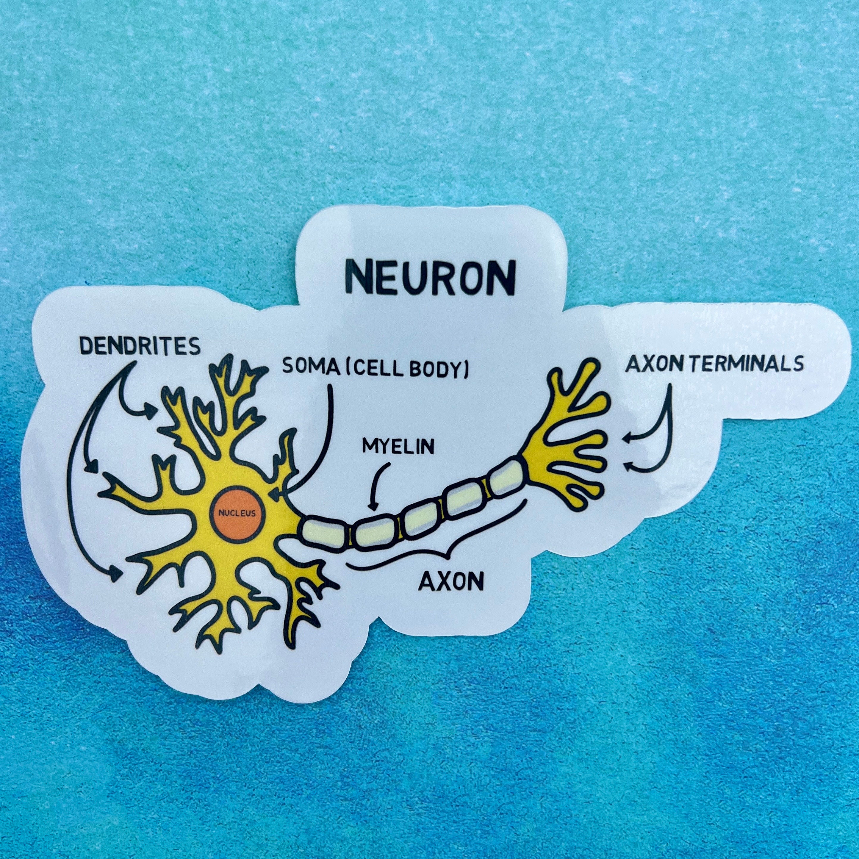 Labeled Neuron Sticker Neuroscience Neurochallenged Waterproof Water ...