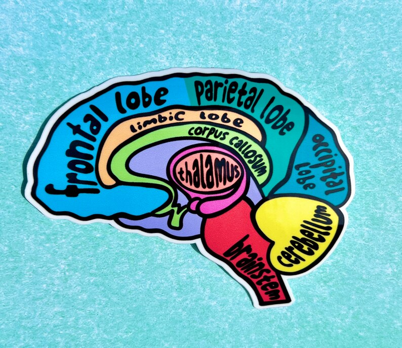 Brain Anatomy Sticker Neuroscience Neurochallenged Waterproof Water ...