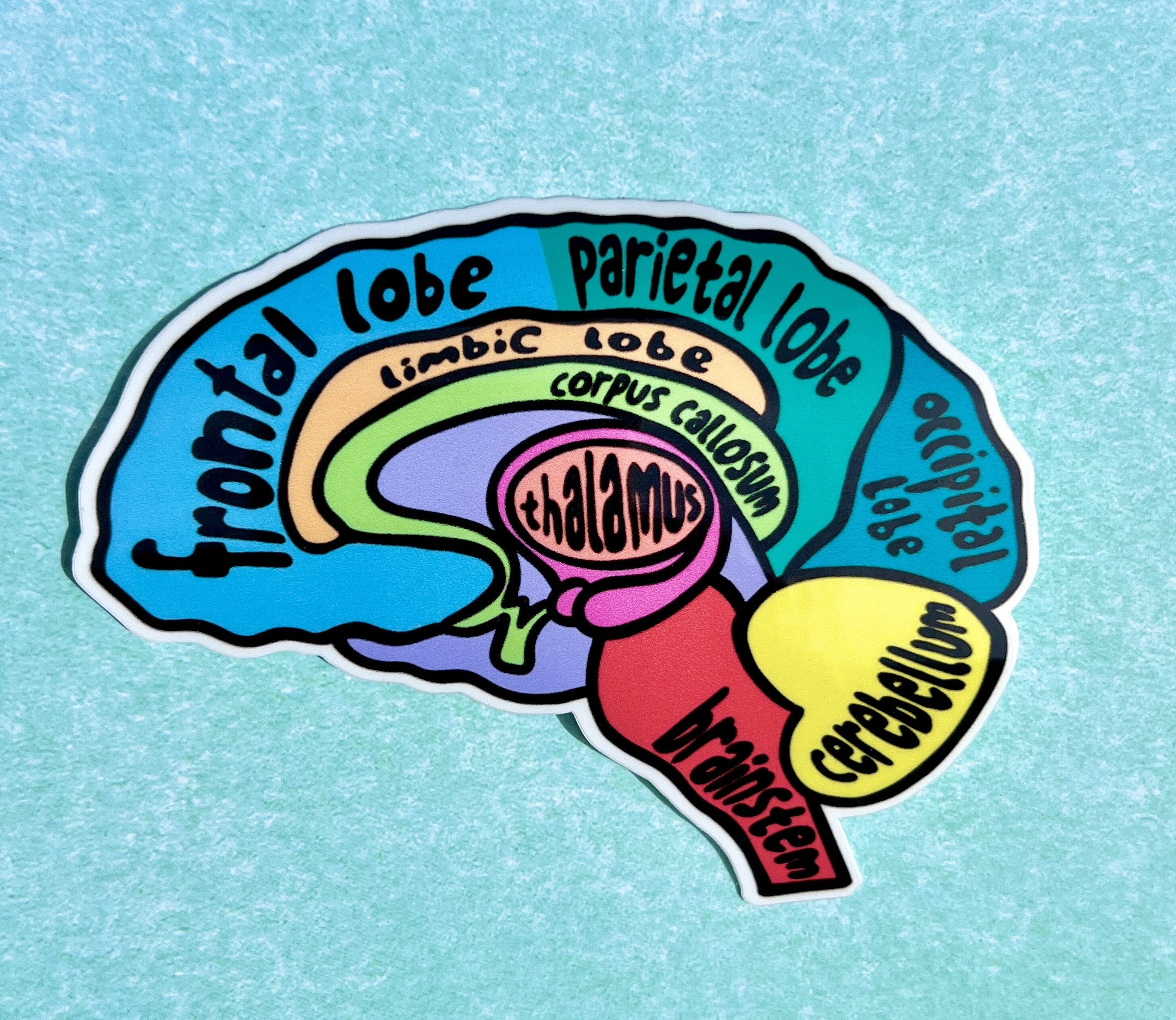 Brain Anatomy Sticker Neuroscience Neurochallenged Waterproof Water ...