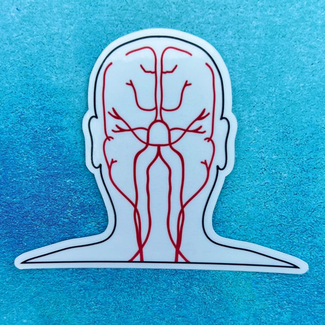 Blood Supply Sticker Neuroscience Neurochallenged Waterproof Decal ...