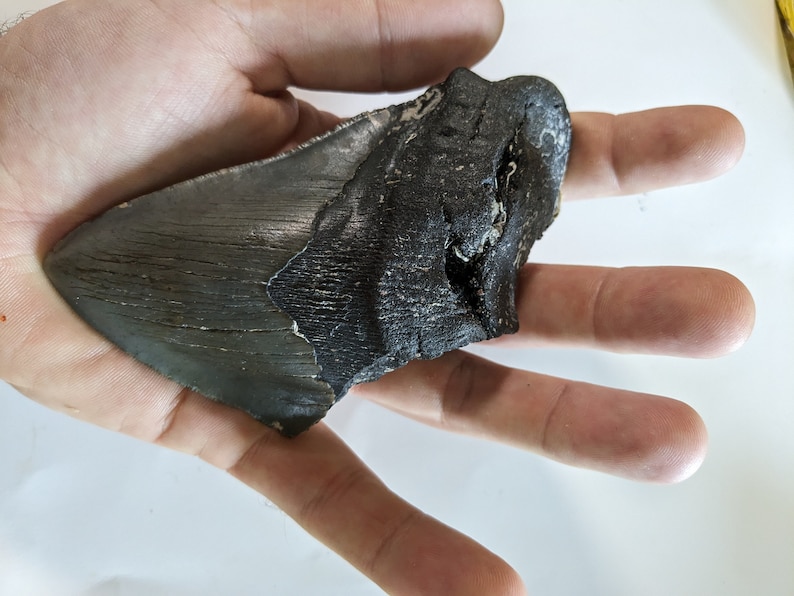 Megalodon Tooth 5 Inches - Etsy