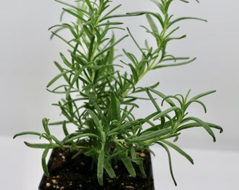 4 Live Rosemary Herb Starter Perennials Resilient and Easy to Grow 4 ...