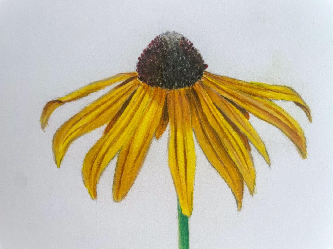 Rudbeckia / Colored Pencil Drawing / Flower / Giclée Print - Etsy