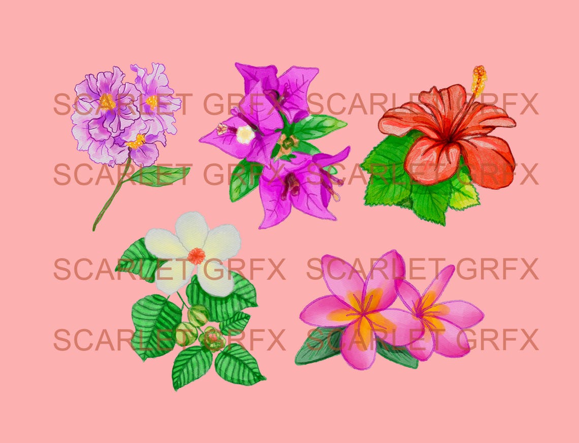 Philippine Flowers Filipino Philippines Cliparts in PNG Digital ...