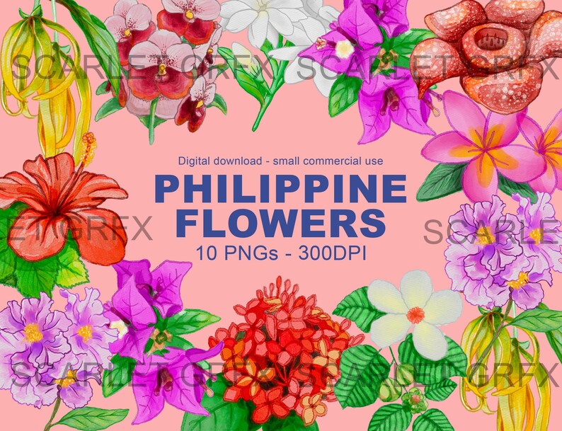 Philippine Flowers Filipino Philippines Cliparts in PNG Digital ...