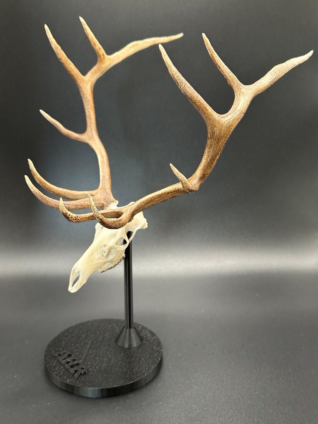 Elk Mini Replica - Etsy