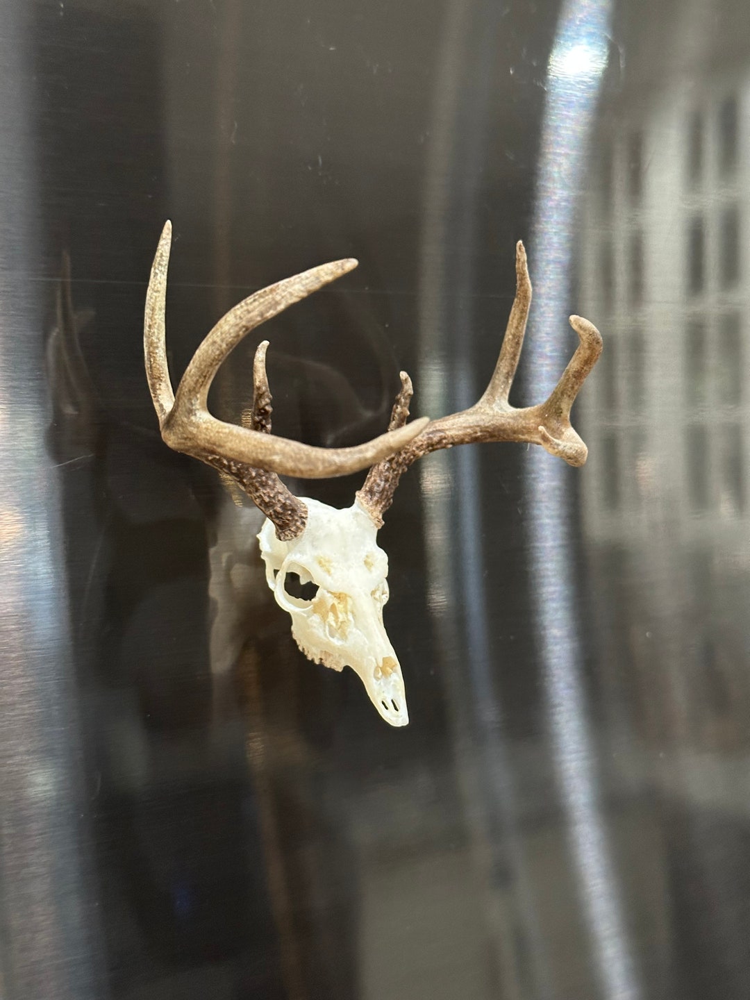 Miniature Whitetail Skull Magnet - Etsy