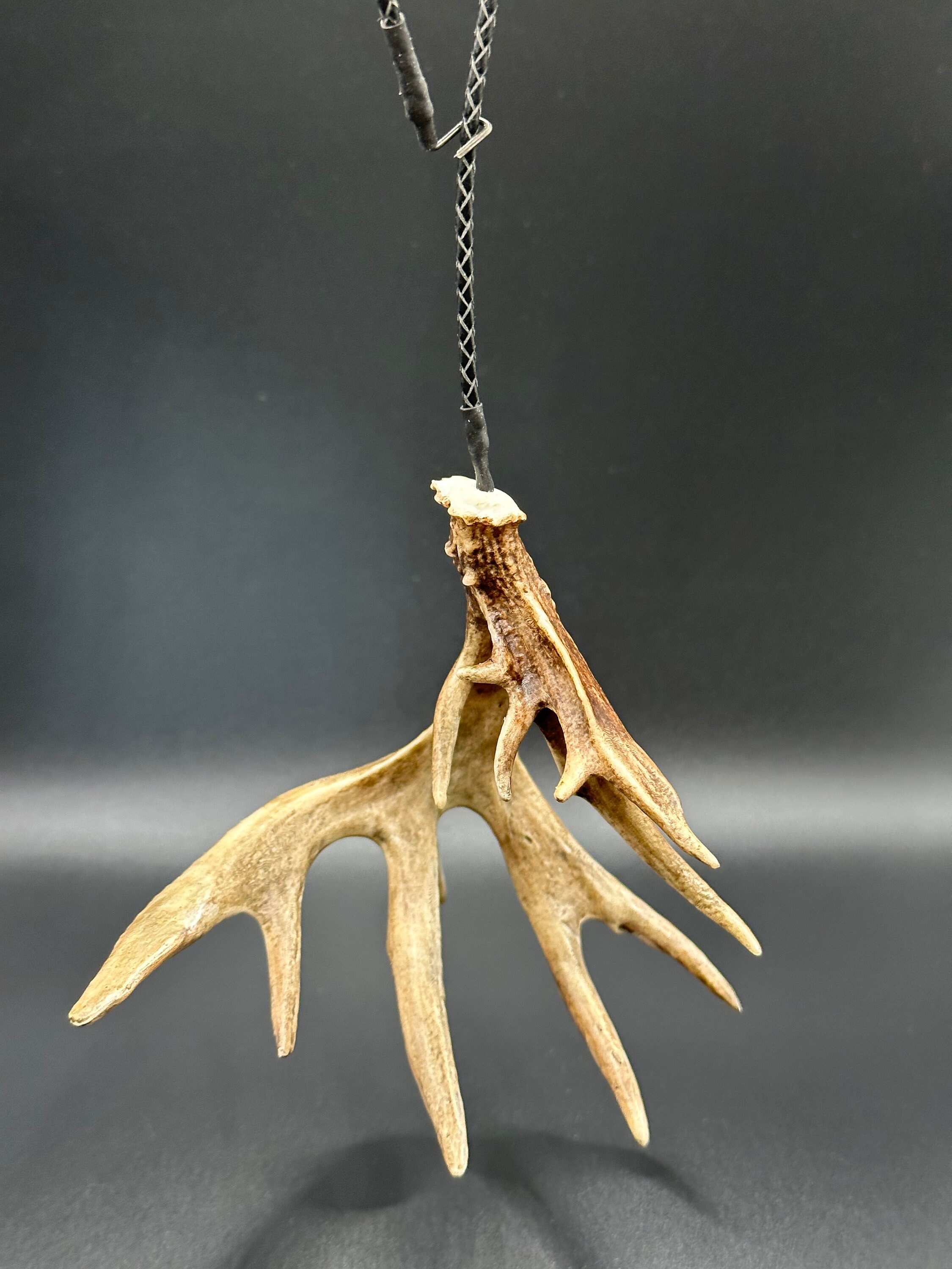 Whitetail Non-typical Shed Hanger - Etsy