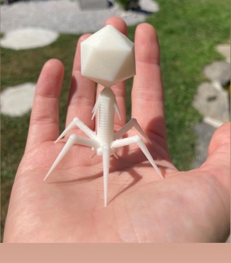 Bacteriophage T7 Realistic Model for Microbiology Fans Biotechnology ...