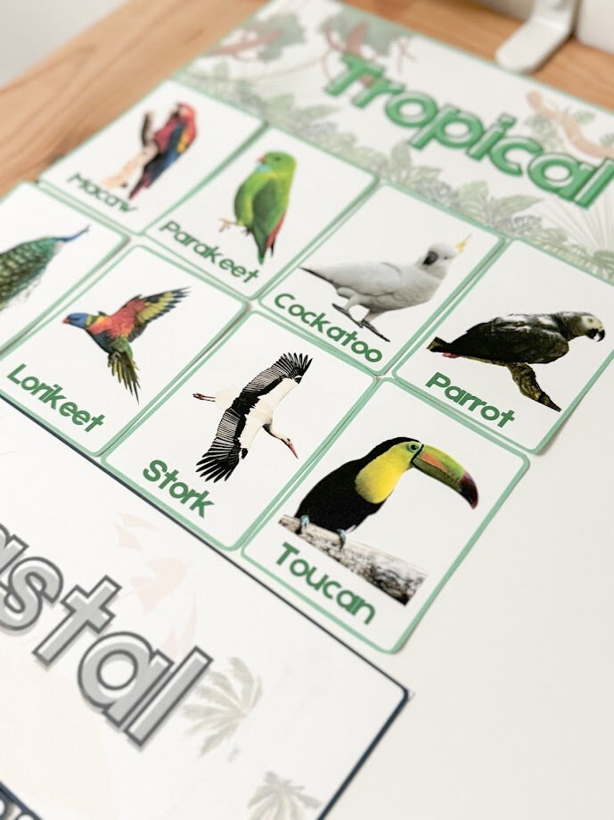 Birds Printable Pack - Etsy