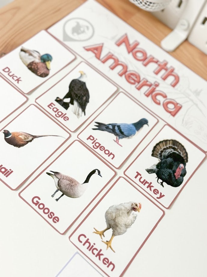 Birds Printable Pack - Etsy