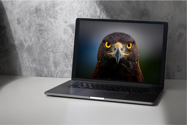 Digital: Eagle Golden Eagle Focus Wildlife Portrait - Etsy