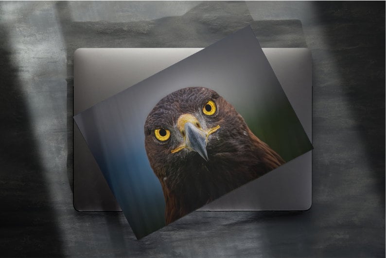 Digital: Eagle Golden Eagle Focus Wildlife Portrait - Etsy