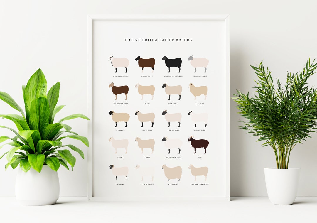 Native British Sheep Breeds Print, Sheep Poster, Sheep Breeds Chart ...