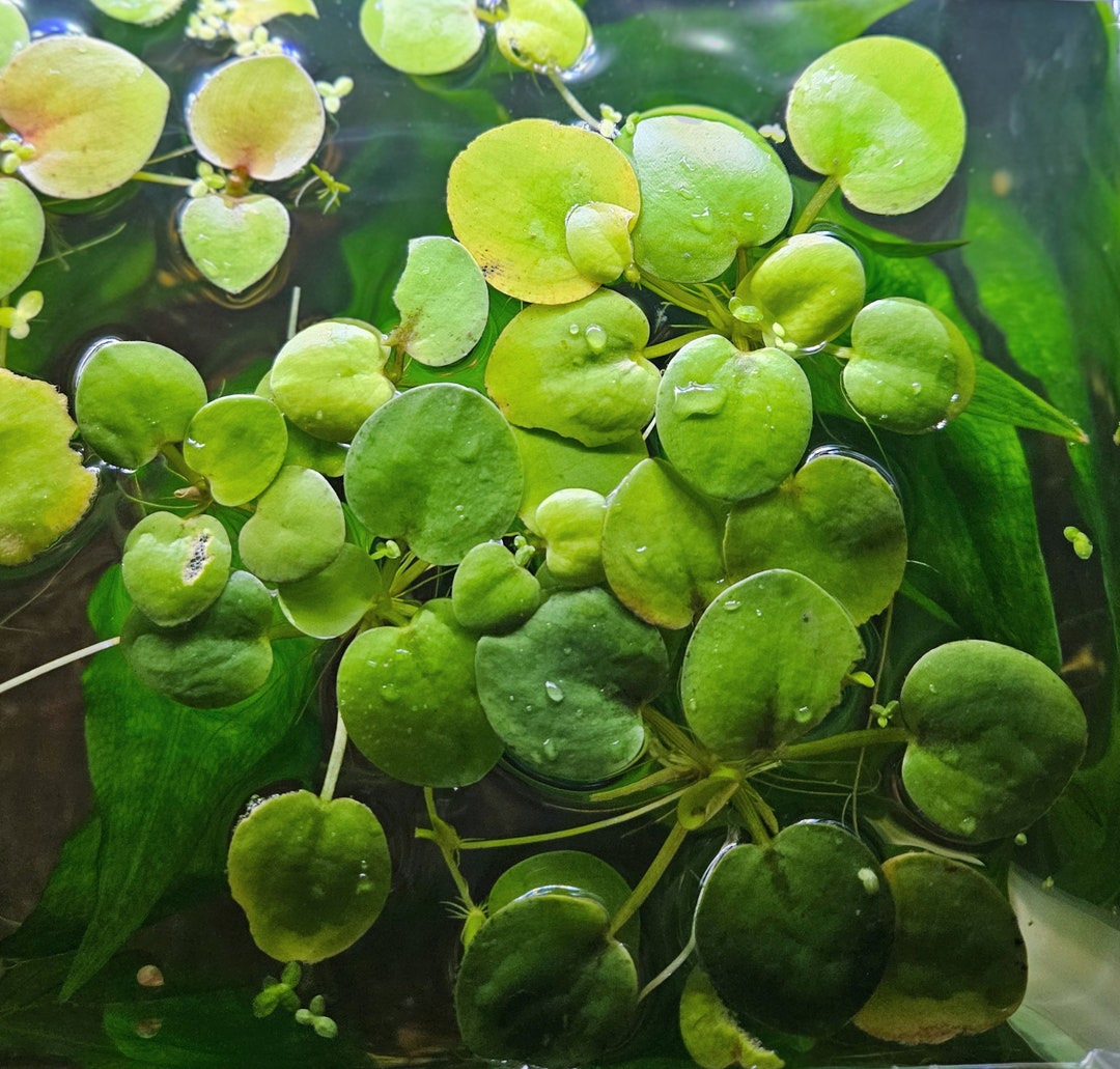 Amazon Frogbit Floating Aquarium Plant | Live Fish Tank Plant | Shrimp ...