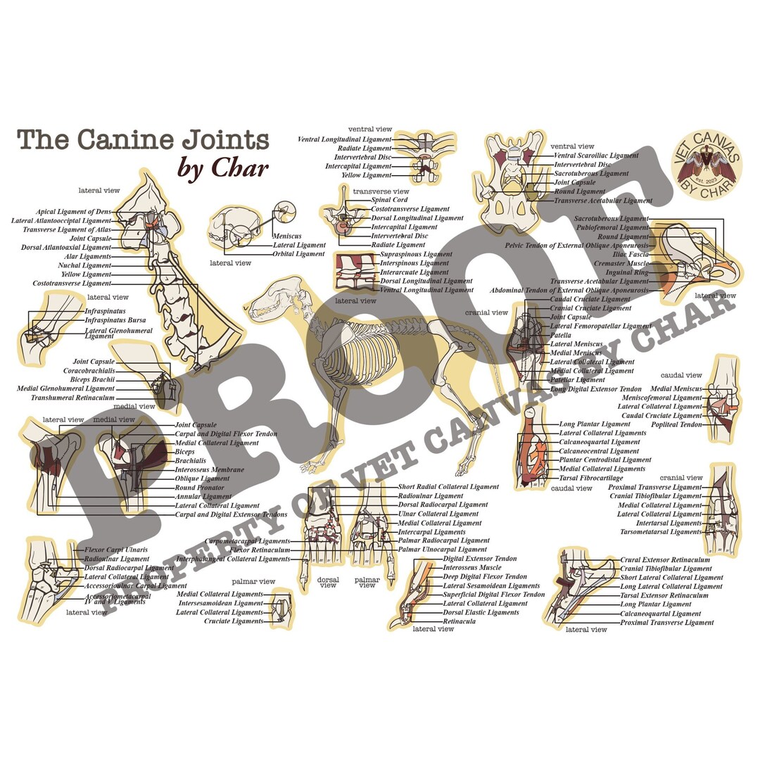 The Canine Joints | A3 Print | Labelled Veterinary Anatomy Diagram - Etsy