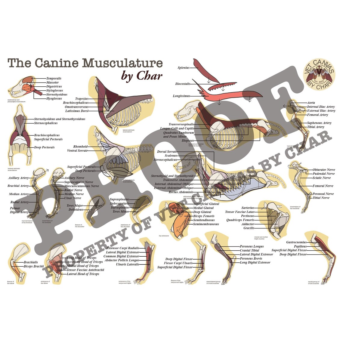 The Canine Musculature | A3 Print | Labelled Veterinary Anatomy Diagram ...