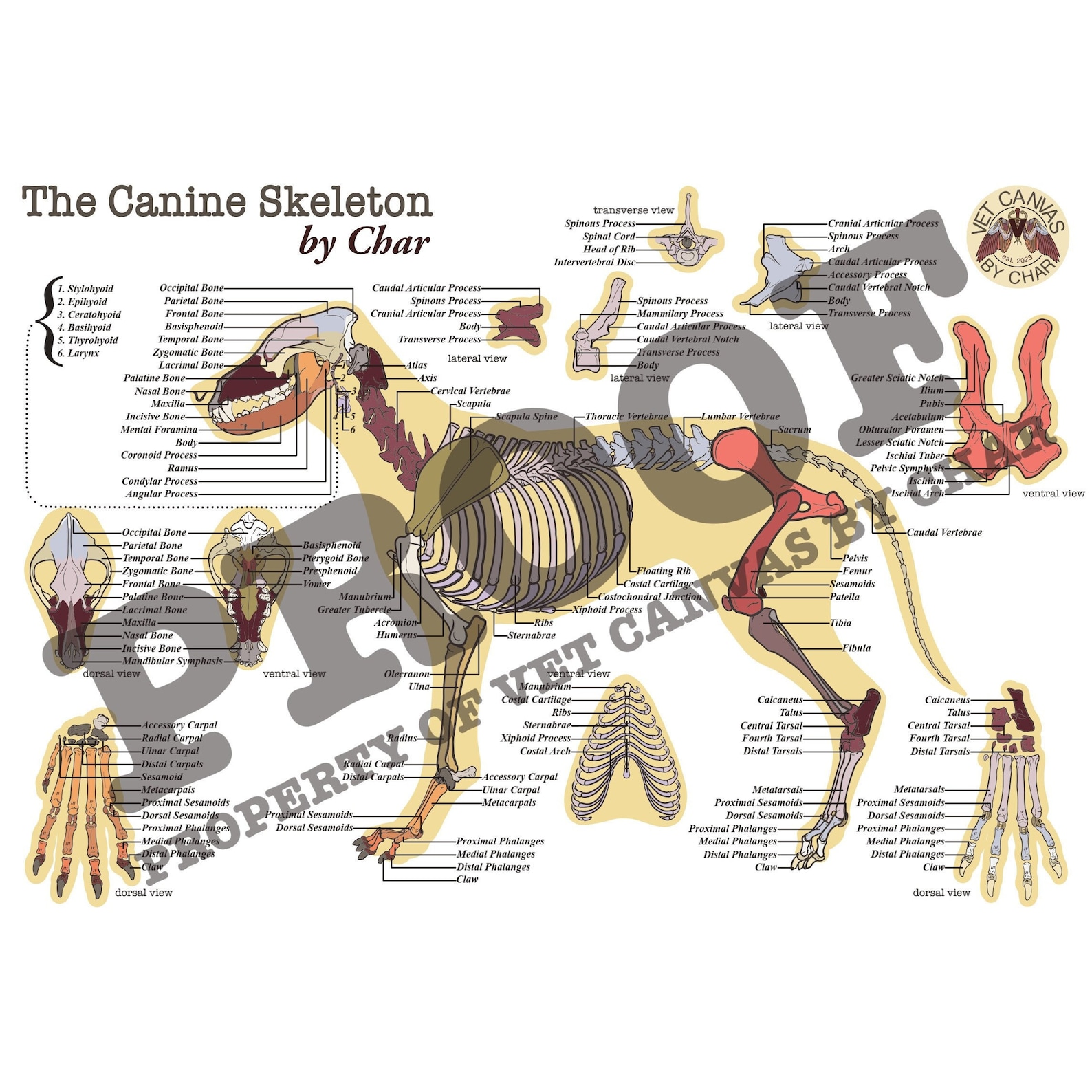 The Canine Skeleton | A3 Print | Labelled Veterinary Anatomy Diagram - Etsy