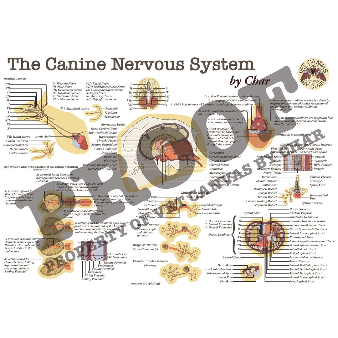 The Canine Nervous System | A3 Print | Labelled Veterinary Anatomy ...