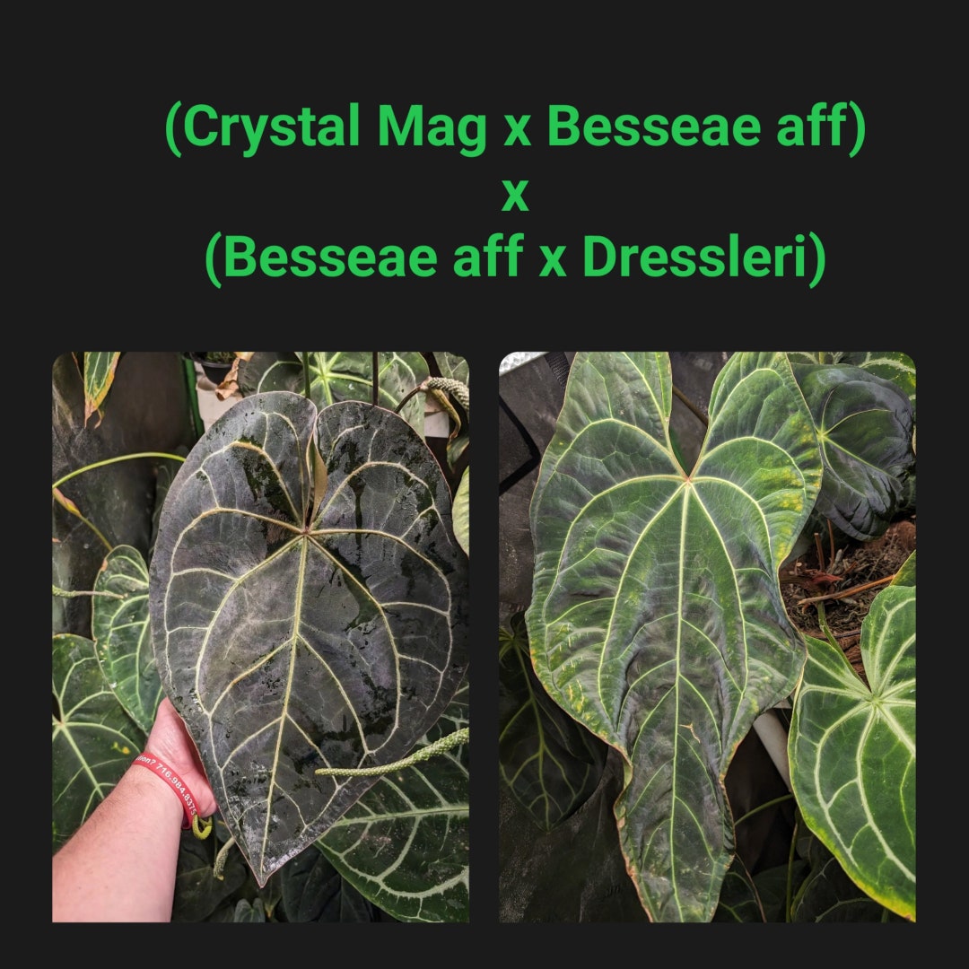 Anthurium crystal Mag X Besseae Aff X besseae Aff X Dressleri Seedlings - Etsy