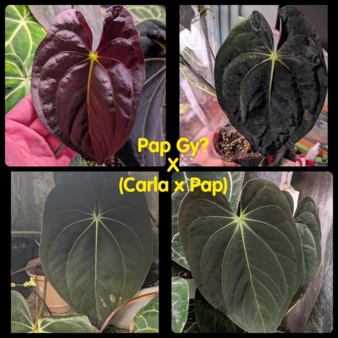 Anthurium Papillilaminum GY X (carla X Pap) 30 Germinated Seeds - Etsy