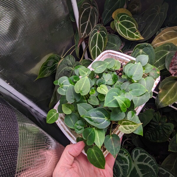 Anthurium Magnificum - Etsy