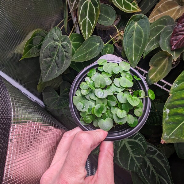 Anthurium Magnificum - Etsy