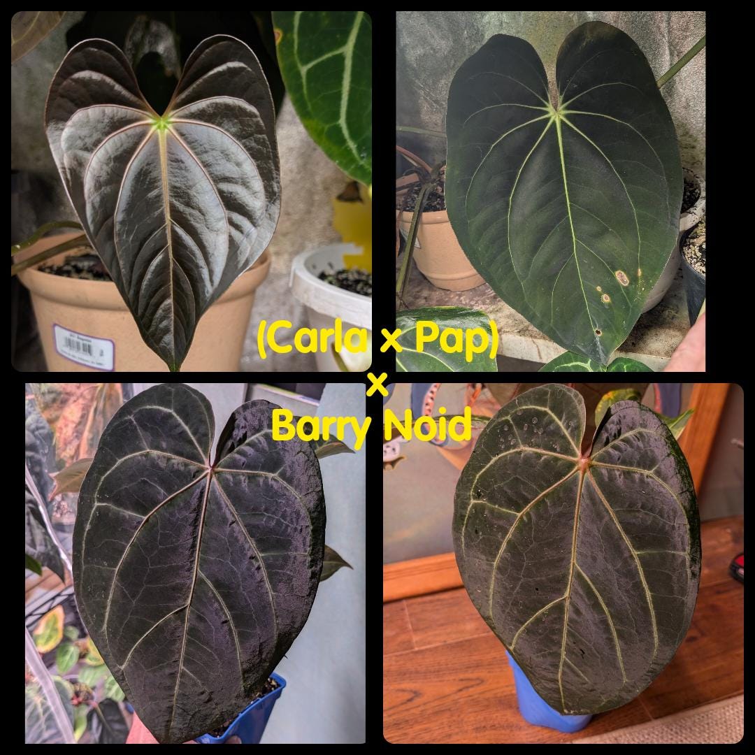 Anthurium (carla X Pap) X Barry Noid Germinated Seeds - Etsy