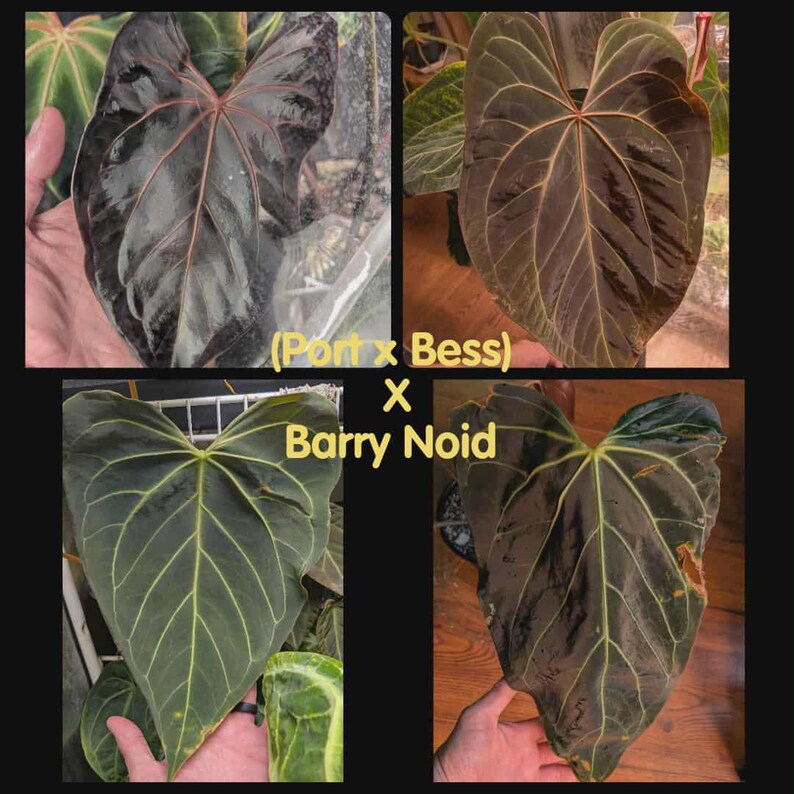 Anthurium (port X Bess) X Barry Noid Variegated - Etsy