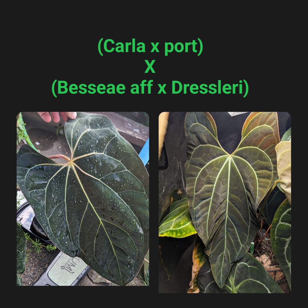 Anthurium carla X Port X besseae Aff X Dressleri - Etsy