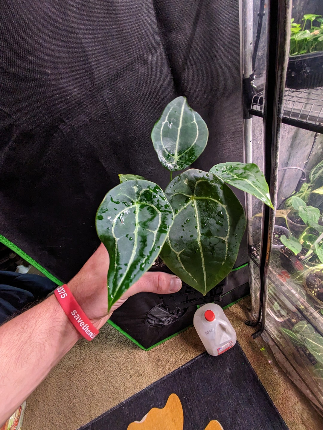 Anthurium Forgetti Dark Form - Etsy