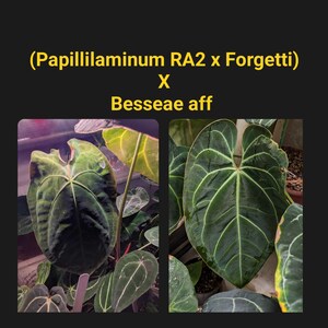 Anthurium papillilaminum RA2 X Forgetti X Besseae Aff Tiny Seedlings - Etsy
