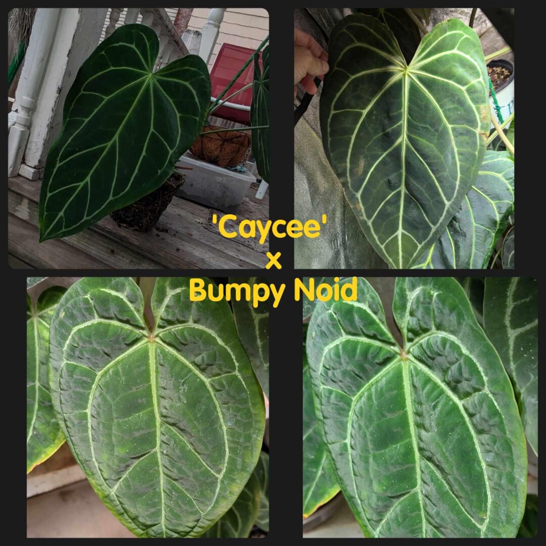 Anthurium 'caycee' X Bumpy Noid Germinated Seeds. Bulk Pricing ...