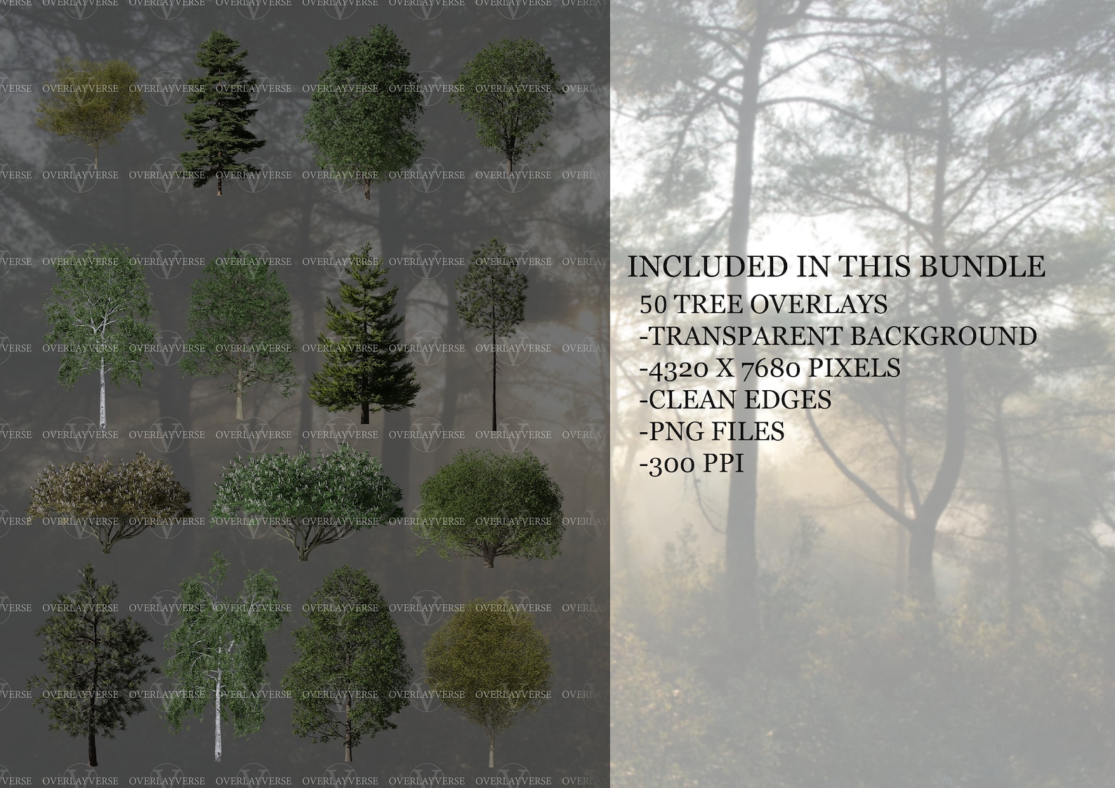 50 8k Tree Overlays Bundle - Enhance Your Edits - Photoshop Overlays ...