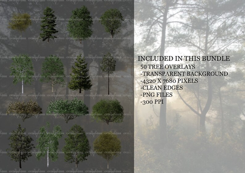 50 8k Tree Overlays Bundle - Enhance Your Edits - Photoshop Overlays ...