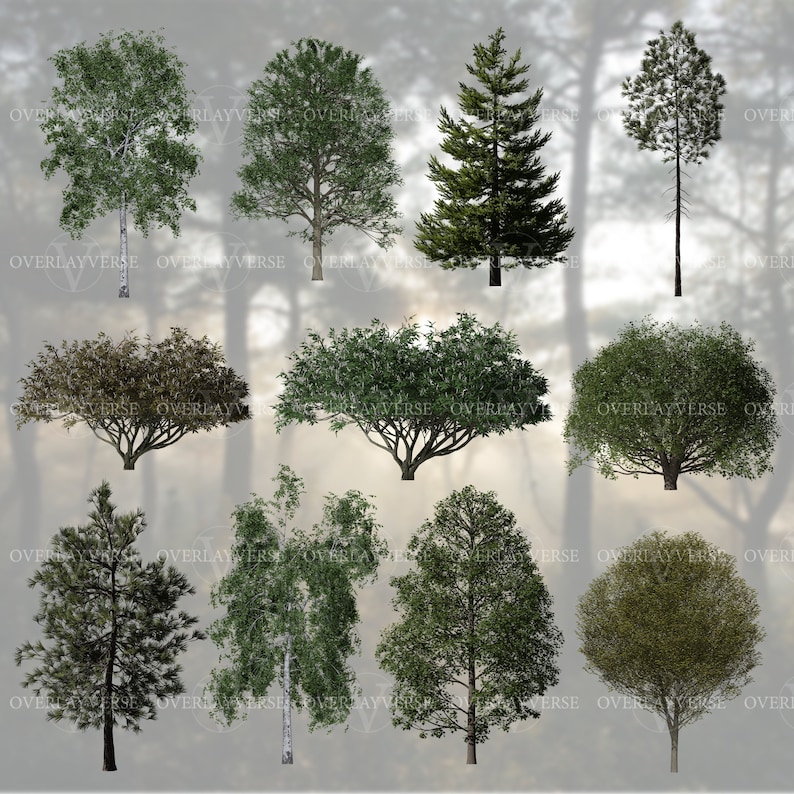 50 8k Tree Overlays Bundle - Enhance Your Edits - Photoshop Overlays ...